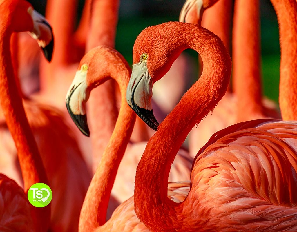 Hilton Grand Vacations at Seaworld: Your Next Orlando Trip